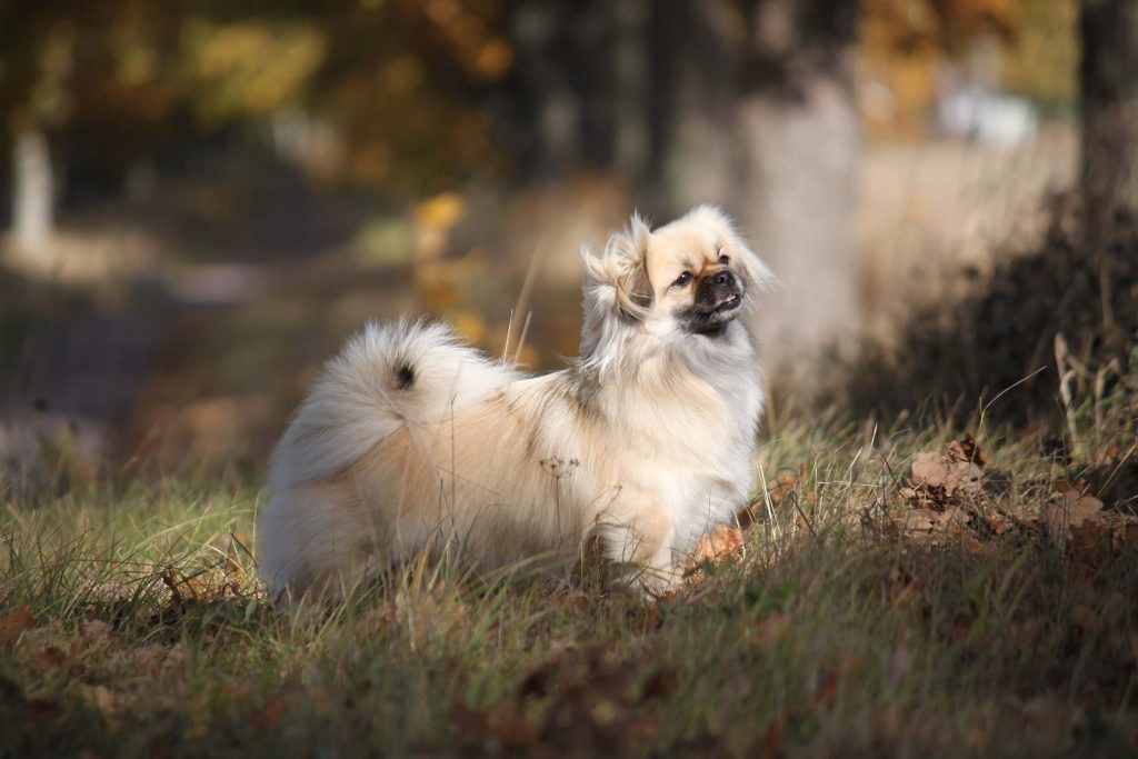 Pieni ja toimelias seurakoira - Tiibetinspanielit ry